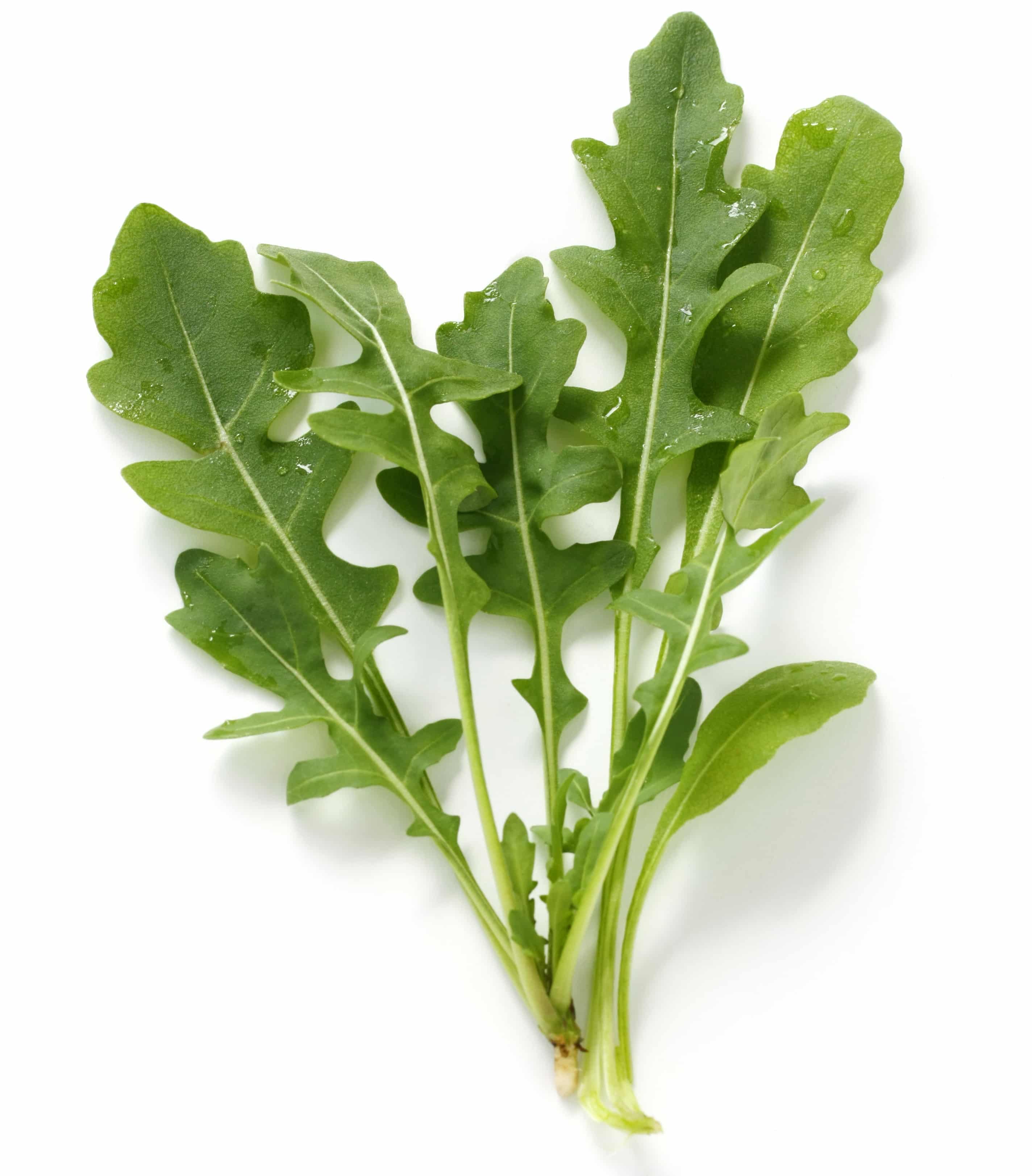 Rucola Selvatica - OP TerrAmore