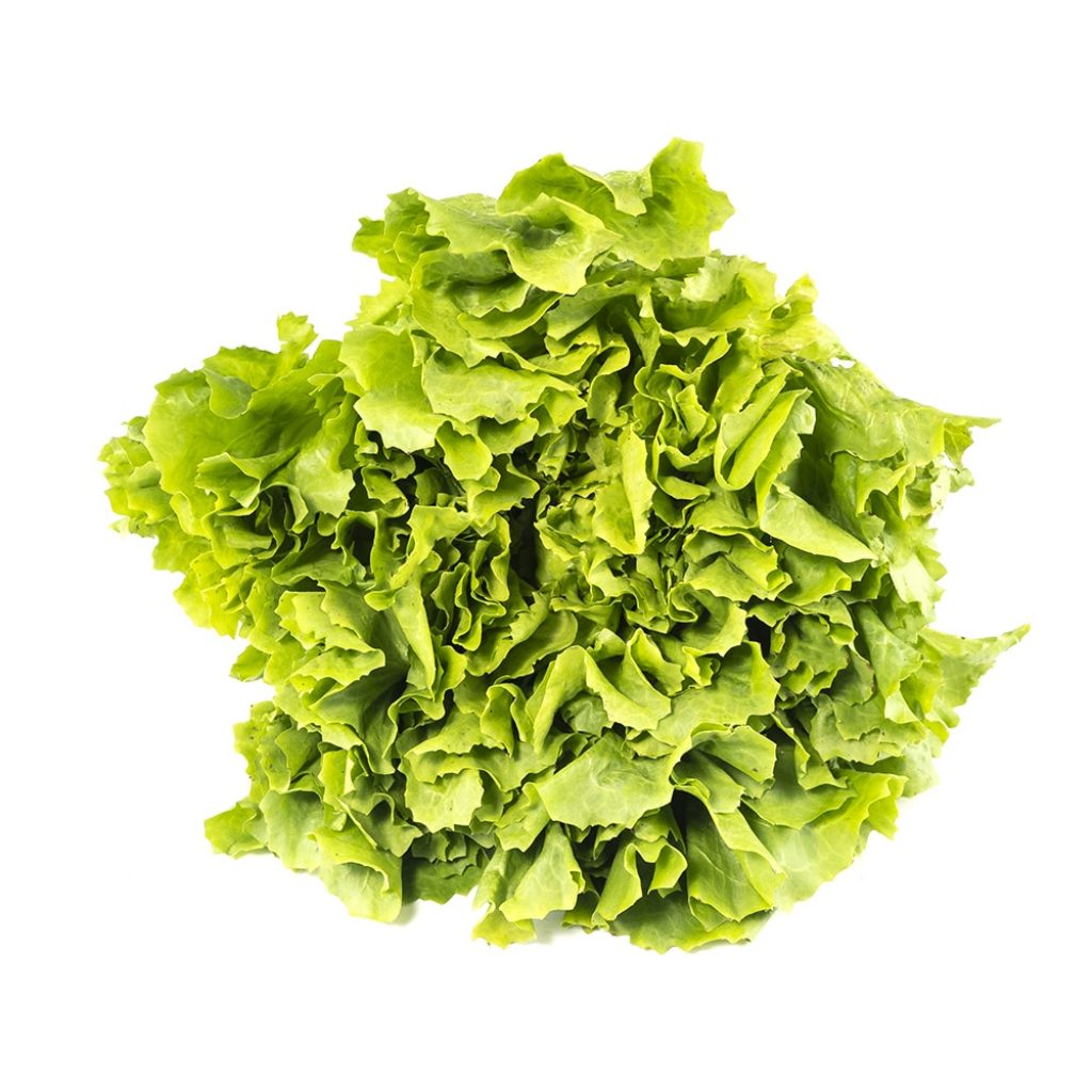 Indivia scarola – OP TerrAmore